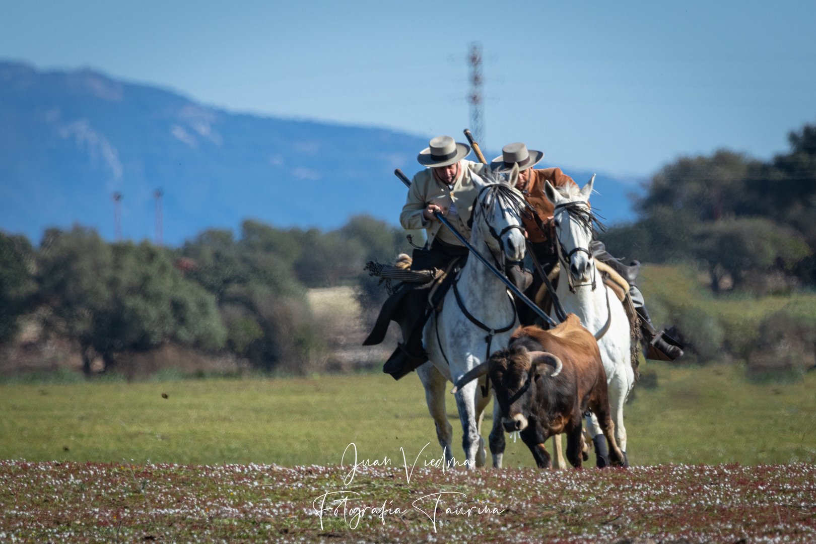 Fotografiar una tienta de machos. - Fotografía Taurina Juan Viedma