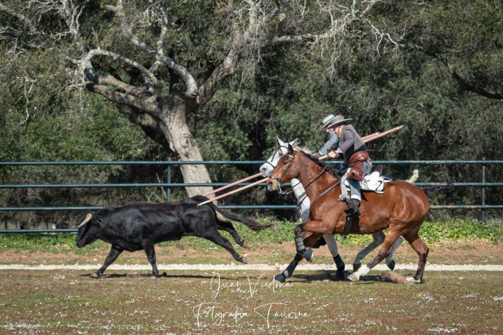 Tienta de machos en Torrestrella - Fotografía Taurina Juan Viedma