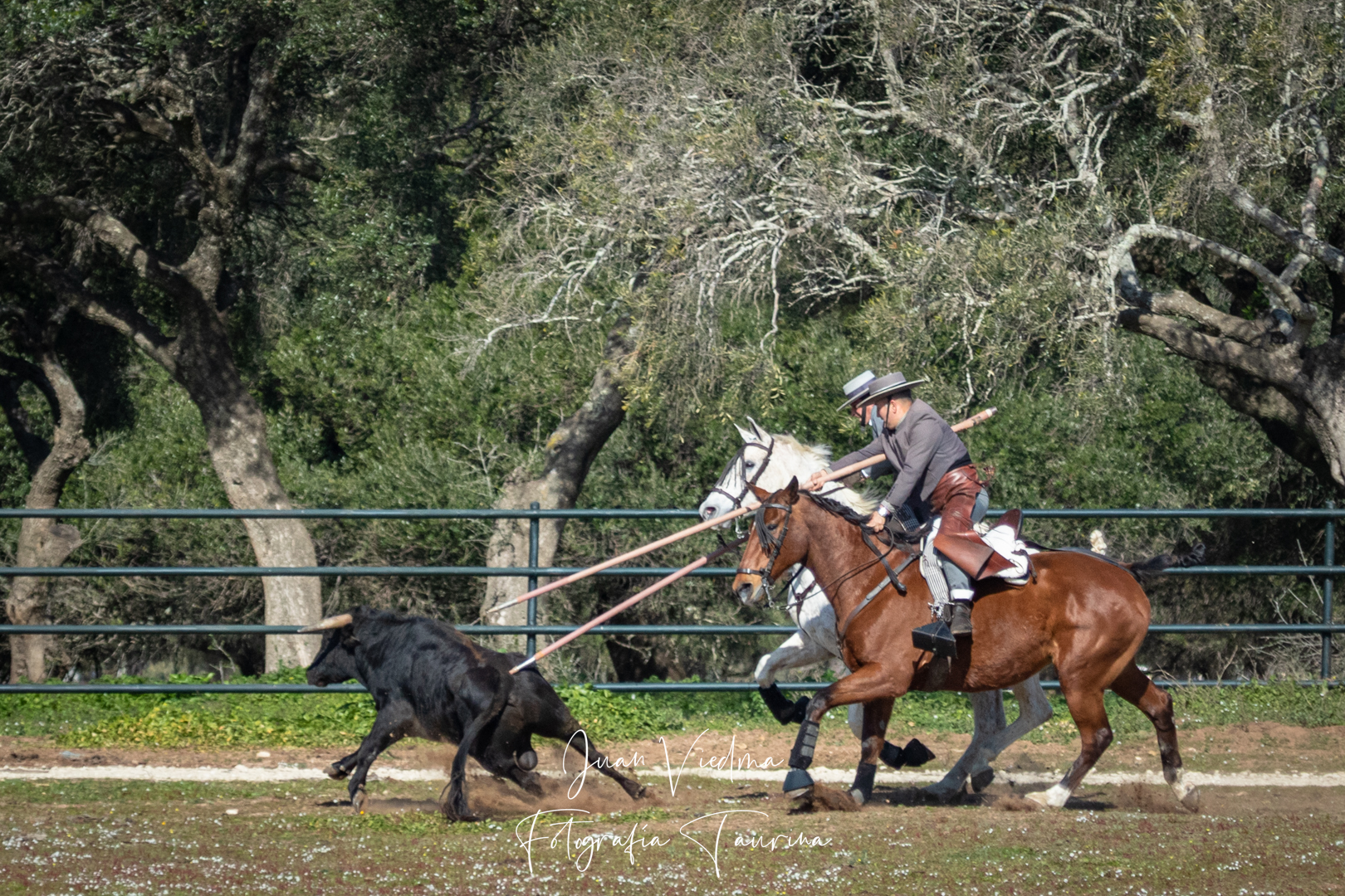 Tienta de machos en Torrestrella - Fotografía Taurina Juan Viedma