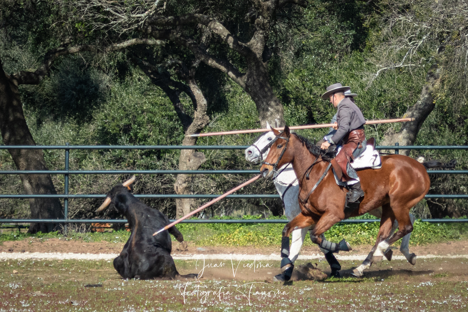 Tienta de machos en Torrestrella - Fotografía Taurina Juan Viedma
