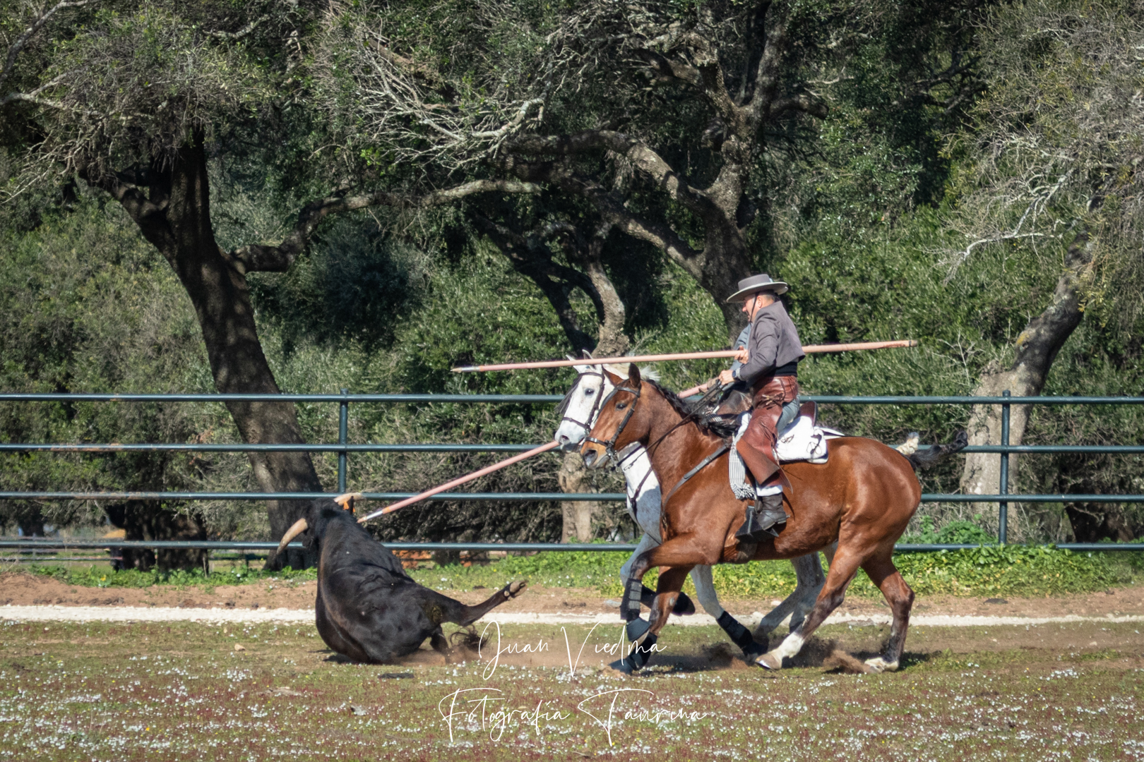 Tienta de machos en Torrestrella - Fotografía Taurina Juan Viedma