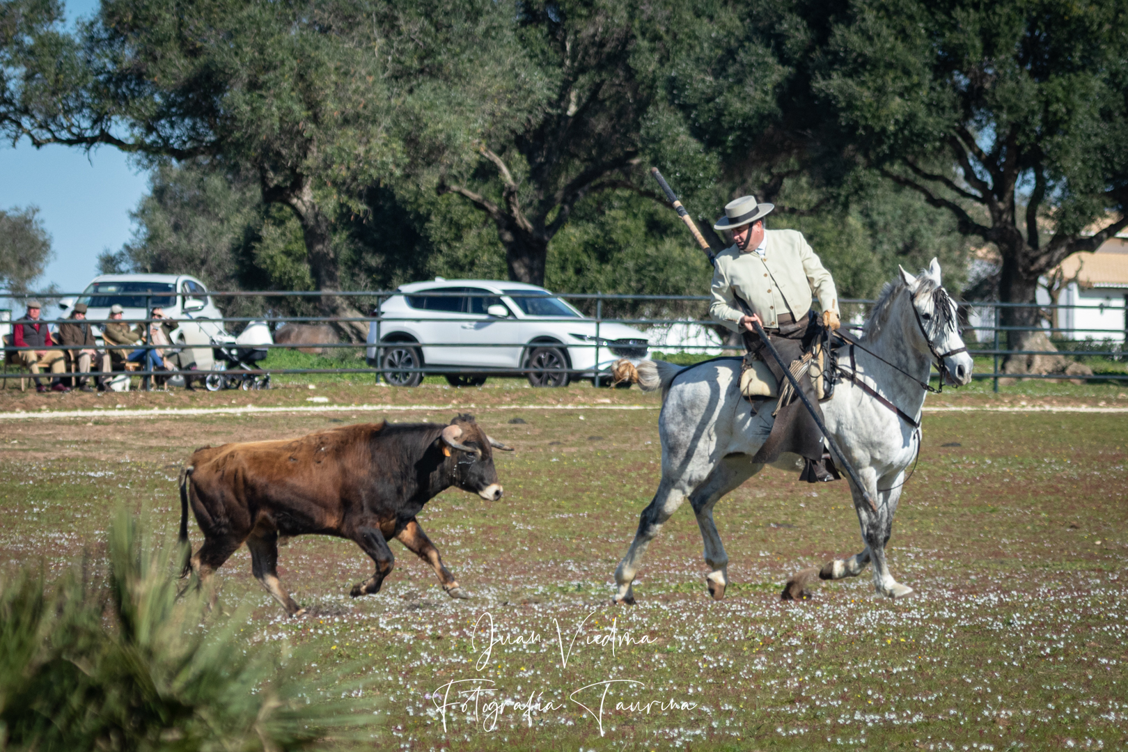 Tienta de machos en Torrestrella - Fotografía Taurina Juan Viedma
