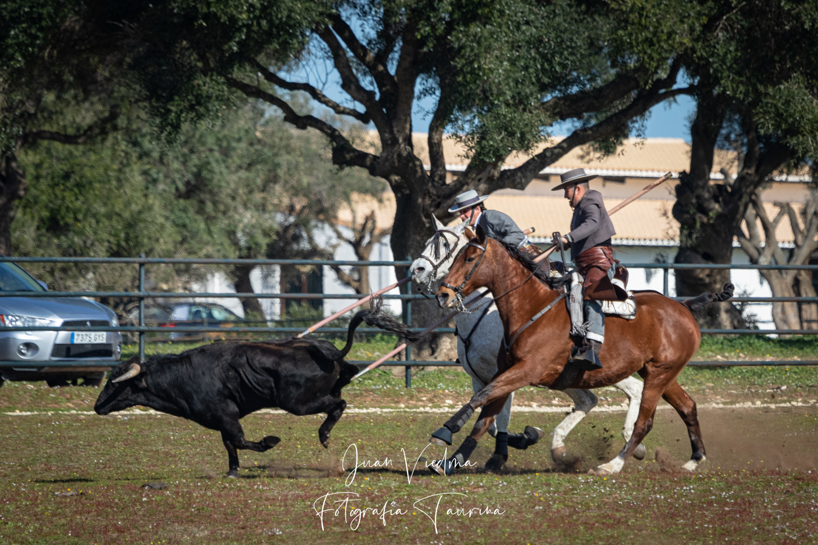 Tienta de machos en Torrestrella - Fotografía Taurina Juan Viedma